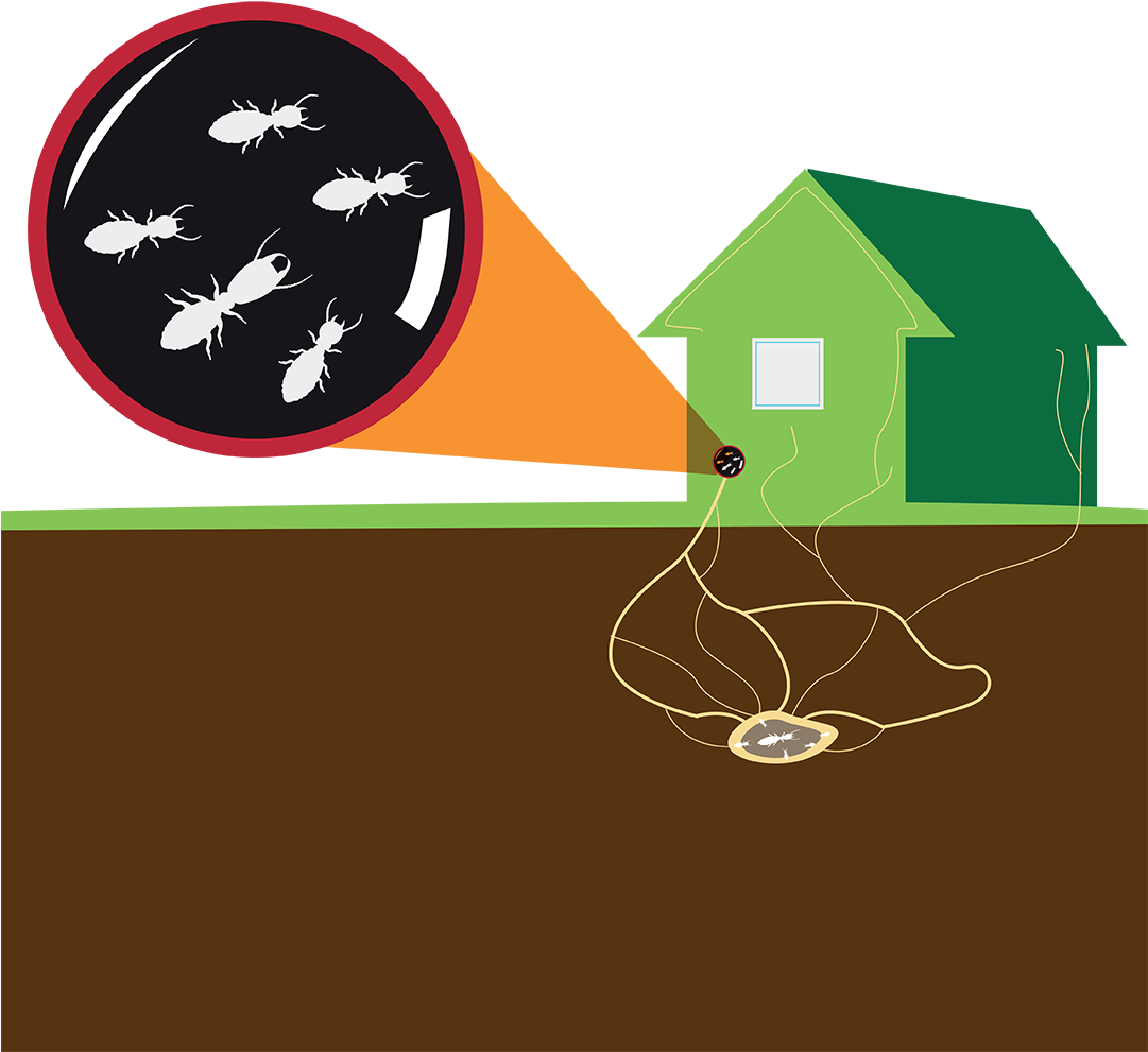 Download Subterranean Termite Colony Illustrated - Full Size PNG Image ...