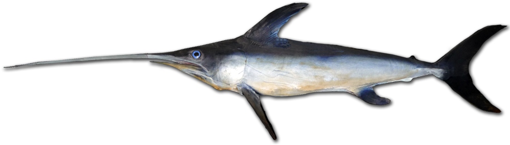 Download File - Swordfish-0026a - Full Size PNG Image - PNGkit