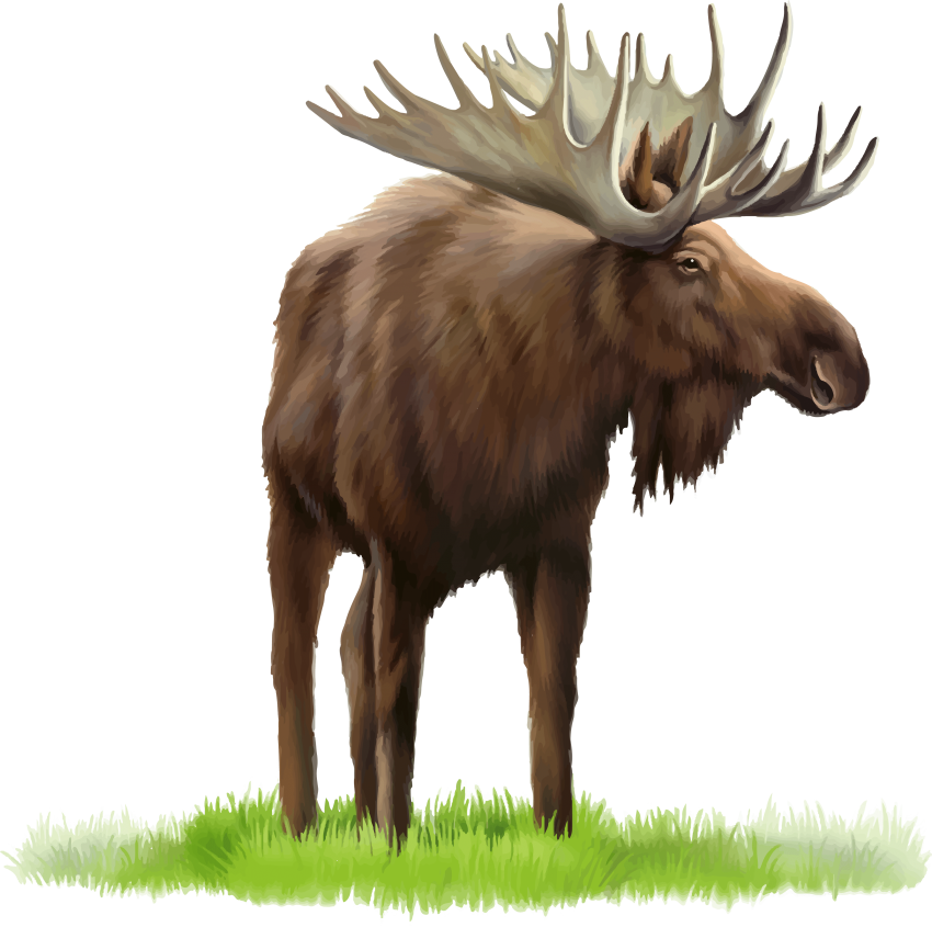 Download Free Png Elk Png Images Transparent - Full Size PNG Image - PNGkit