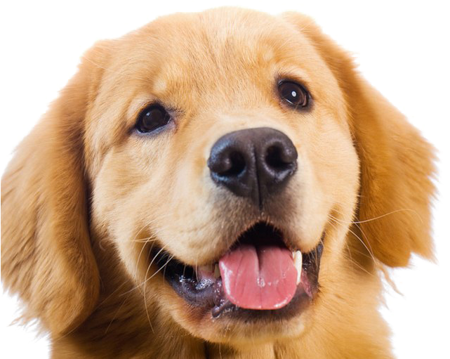Download Golden Retriever Transparent Images - Golden Retriever Png ...