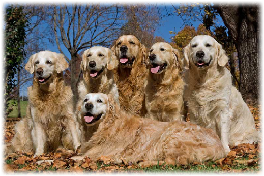 Download 150 Anniversary Of Golden Retriever - Full Size PNG Image - PNGkit