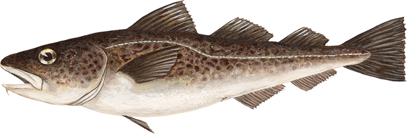 Download Pacific Cod - Fish Transparent Background - Full Size PNG ...