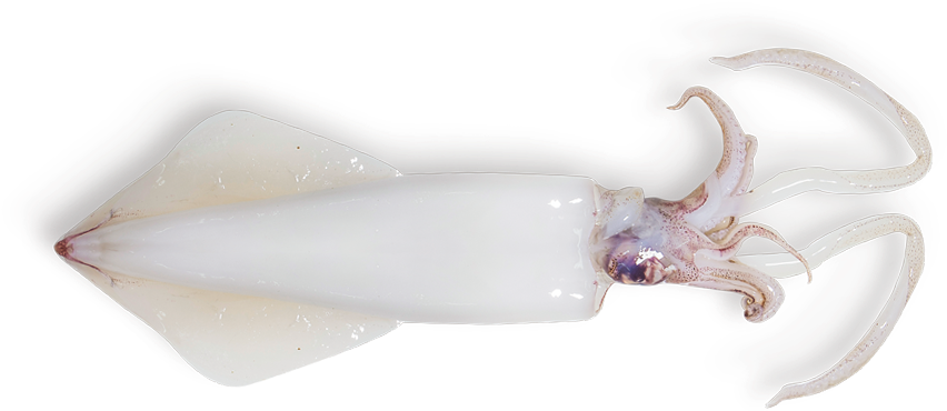 Download Cuttlefish Png - Full Size PNG Image - PNGkit