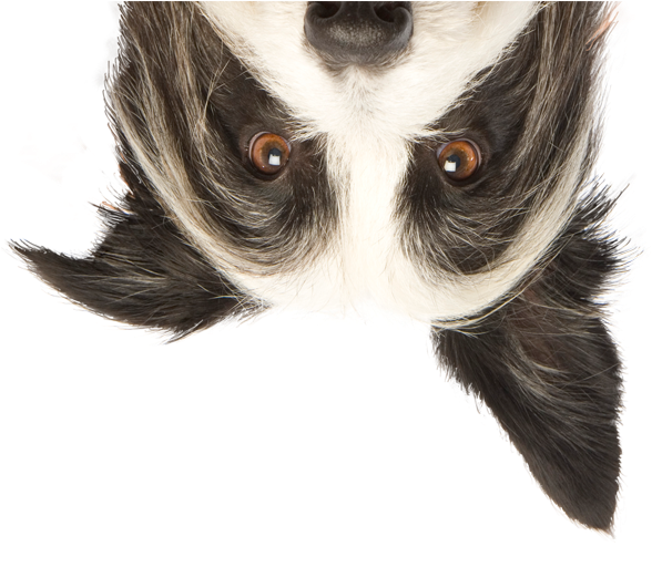 Download Papillon Png - Full Size PNG Image - PNGkit