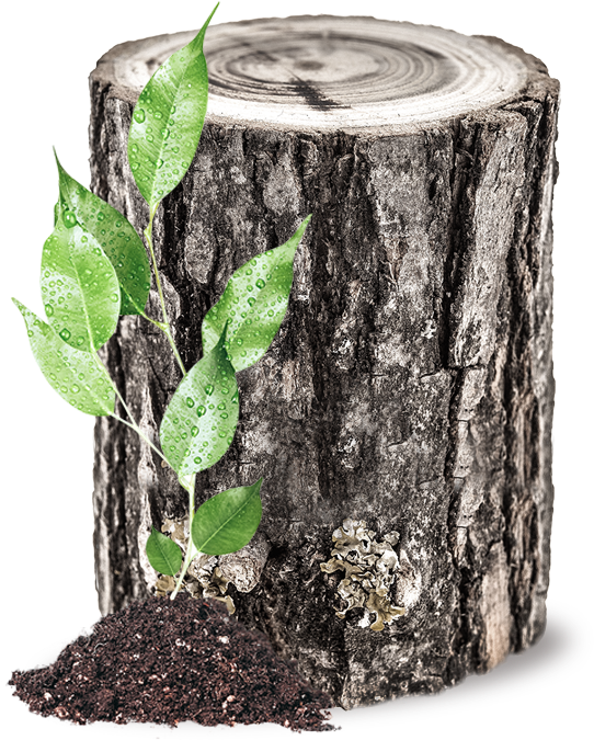 Download Tronco - Full Size PNG Image - PNGkit