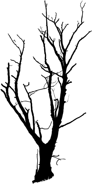 Download Trunk Tree Branch Snag Drawing - Full Size PNG Image - PNGkit