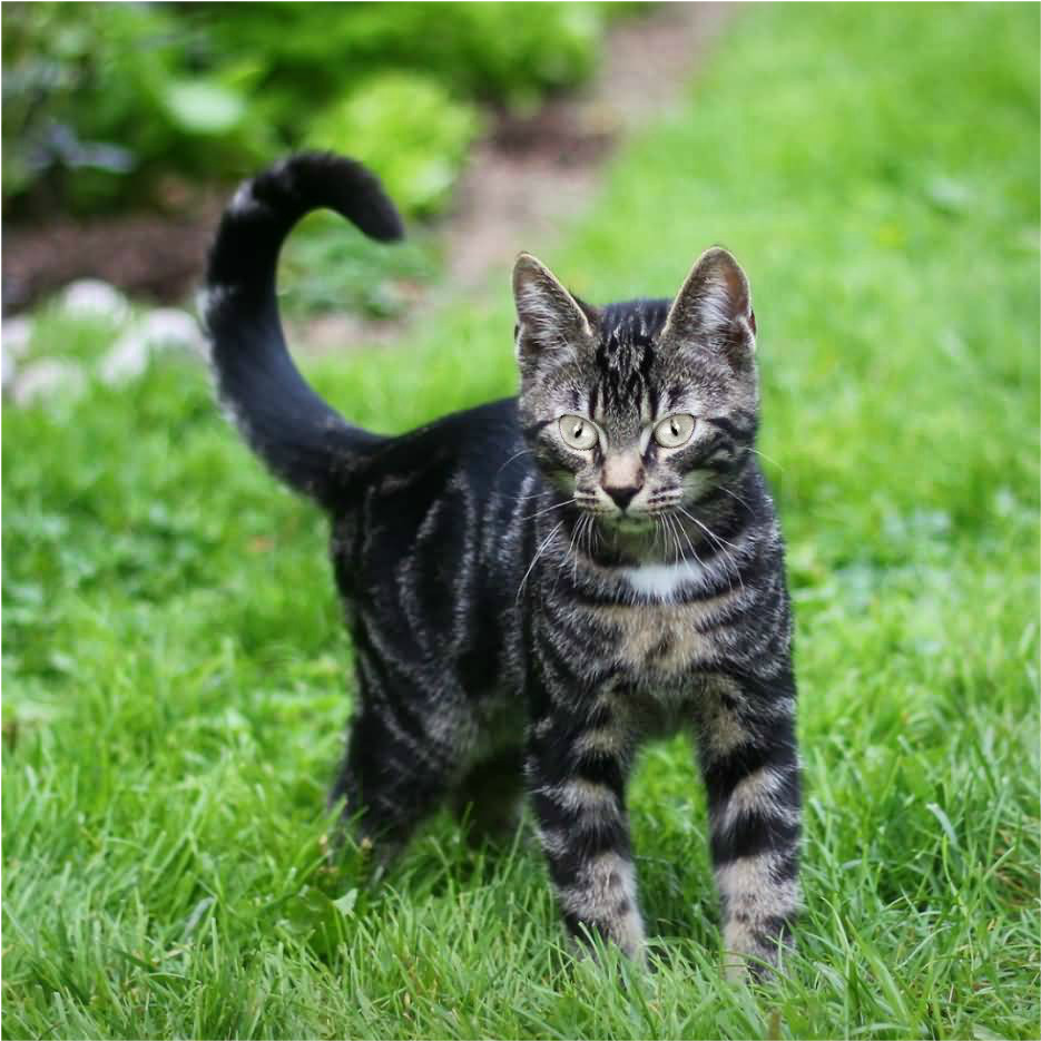 Download Gray Toyger Kitten Walking In Grass - Cat - Full Size PNG Image - PNGkit
