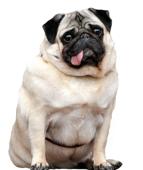 Download Source - - Pug Transparent - Full Size PNG Image - PNGkit
