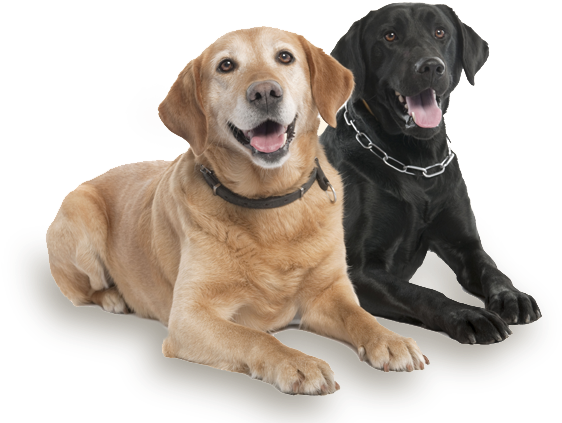 Download Two Cute Dogs - Dog - Full Size PNG Image - PNGkit