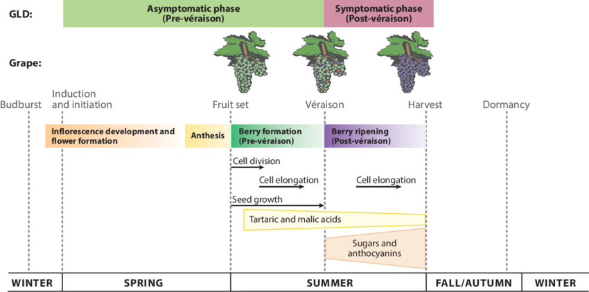 Download The Phenology Of Grapevine Showing Different Stages ...
