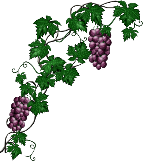 Download Grapevine Png - Full Size PNG Image - PNGkit