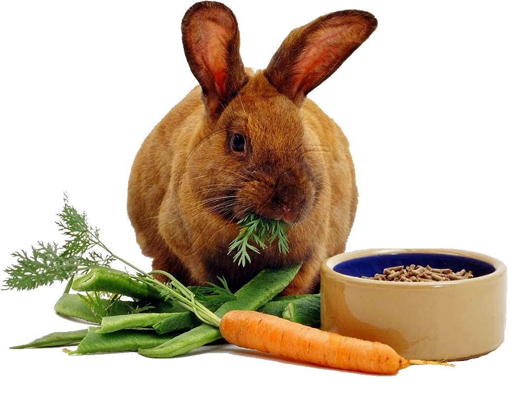 Download Conejo - Full Size PNG Image - PNGkit