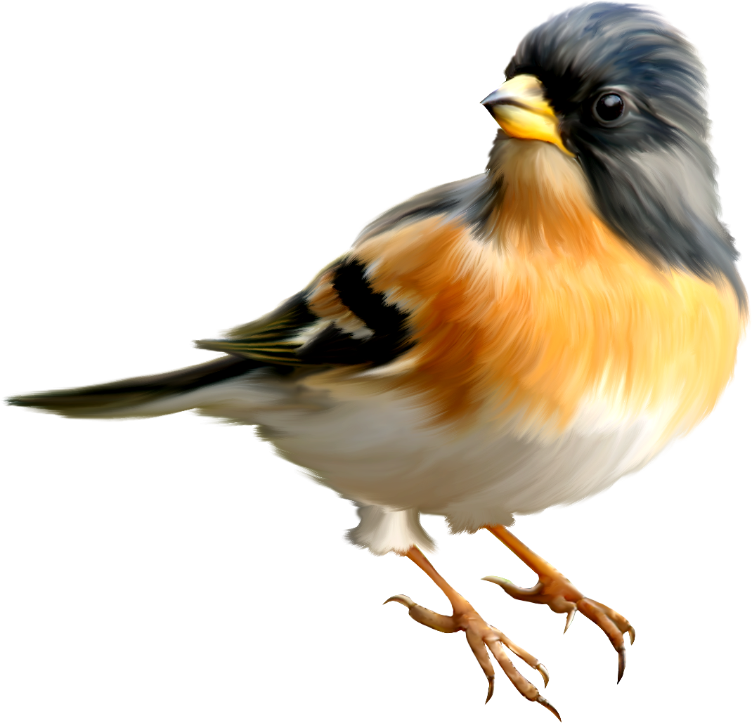 Download Best Free Birds Png Icon - Full Size PNG Image - PNGkit