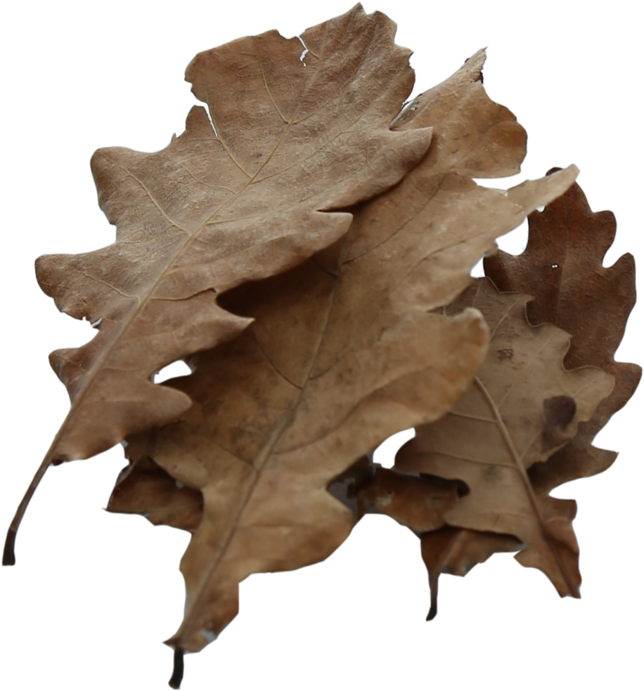 Download Oak Leaf Cluster - Full Size PNG Image - PNGkit