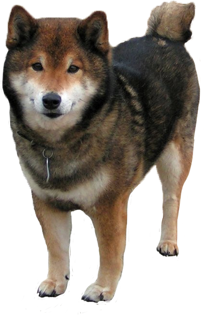 Download Shiba Shiba Inu Transparent Dog Shibe Doge I Fuckign - Full ...
