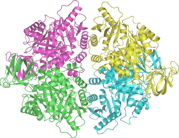 Download Pyruvate Kinase Wpmp - Full Size PNG Image - PNGkit