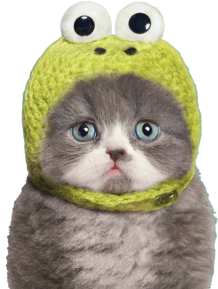 Download Kermit Needle - Cats In Frog Hats - Full Size PNG Image - PNGkit