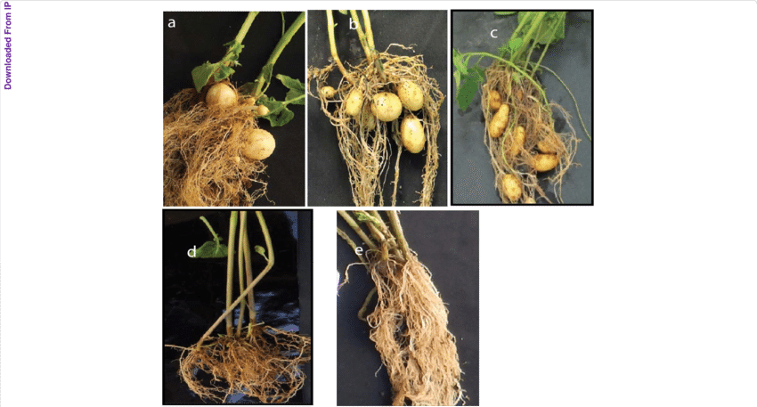 Download Tuber Formation In Potted Plants 21 D After Heat Stress ...