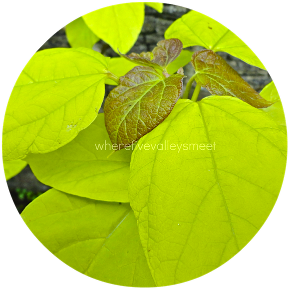 Download Indian Bean Tree - Beech - Full Size PNG Image - PNGkit