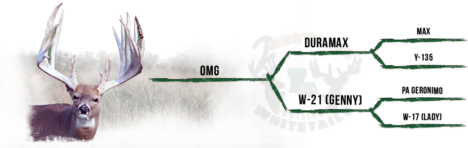 Download Pedigree-omg - Flag - Full Size PNG Image - PNGkit