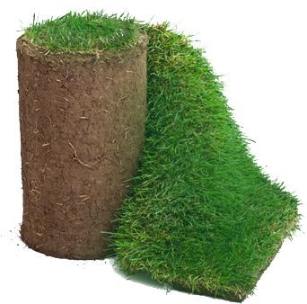 Download Focused On Sod - Sod Roll - Full Size PNG Image - PNGkit