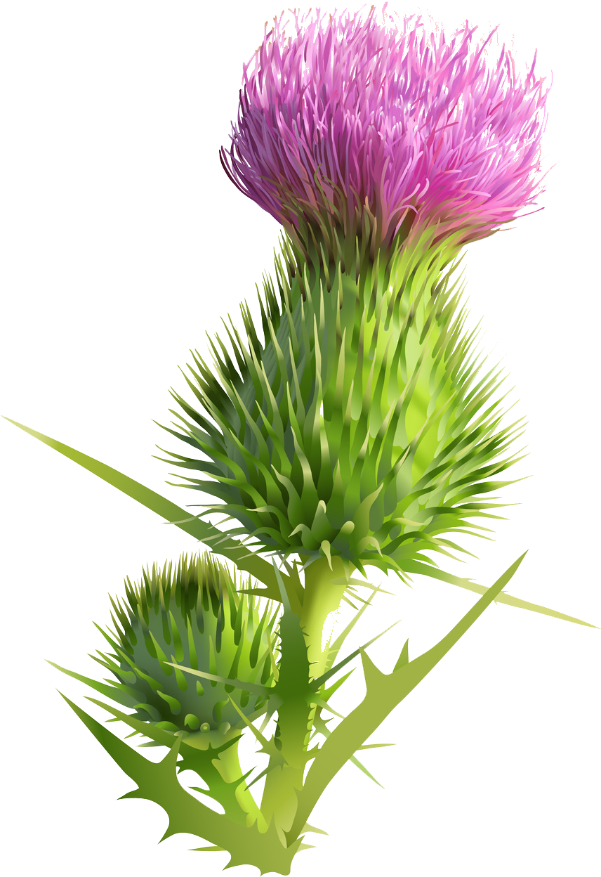 Download Thistle Png - Full Size PNG Image - PNGkit