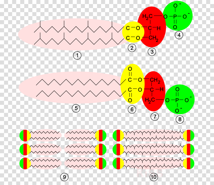 Download Archaea Membrane Clipart Archaeans Biological Membrane - Full ...