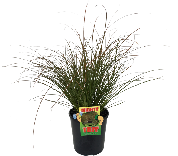 Download Carex Png - Full Size PNG Image - PNGkit