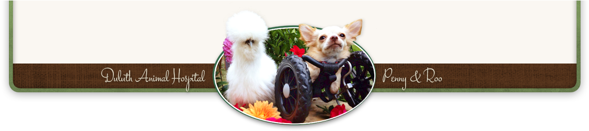 Download Lesser Dog Png - Full Size PNG Image - PNGkit