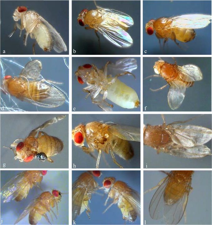 Download Morphoses In The Offspring Of Conditional Mutants - Full Size ...