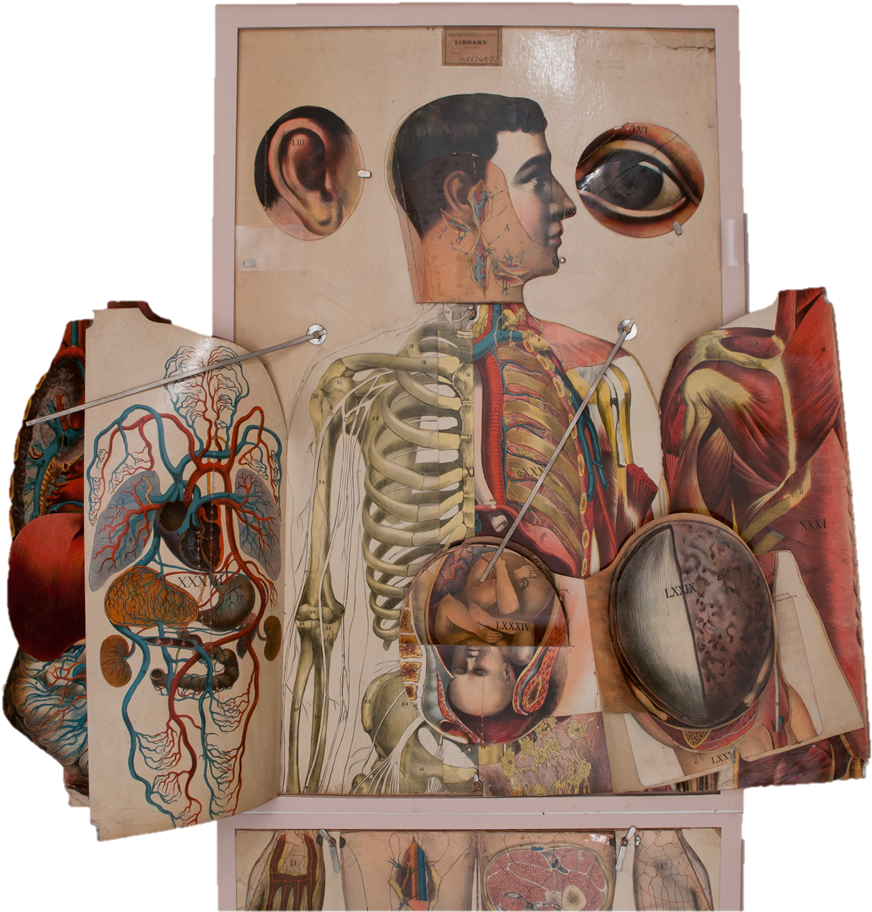 Download A Life Sized Anatomical Atlas With It's Flaps Or Overlays ...