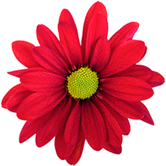 Download Click To Enlarge Image Red Daisy Atlantis Red Red Daisy ...
