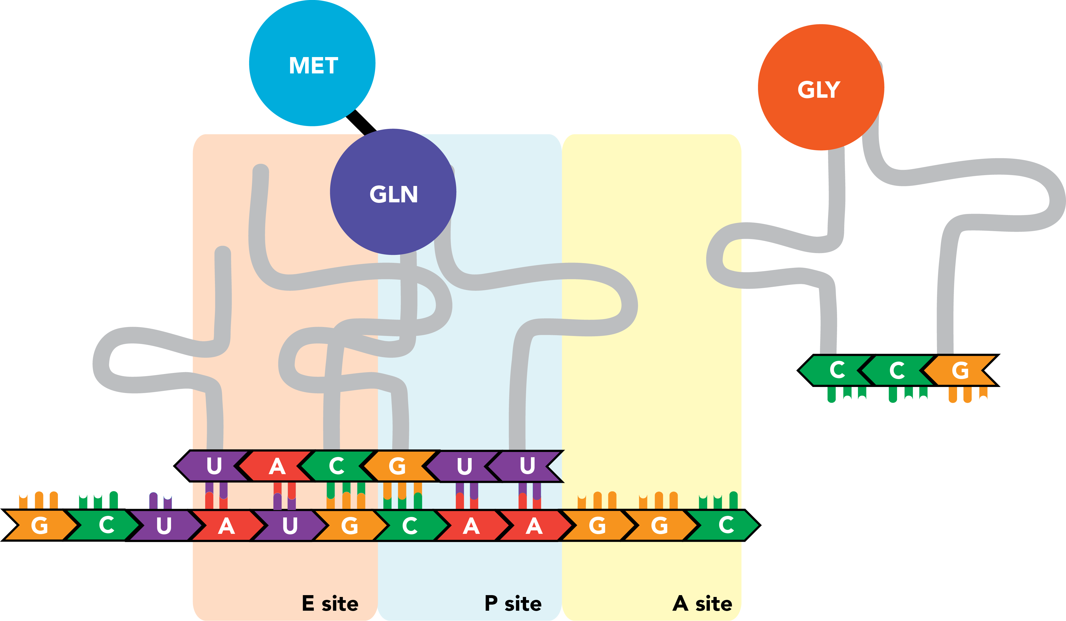 Download The Initiator Trna, Now In The E Site And Relieved - Full Size ...
