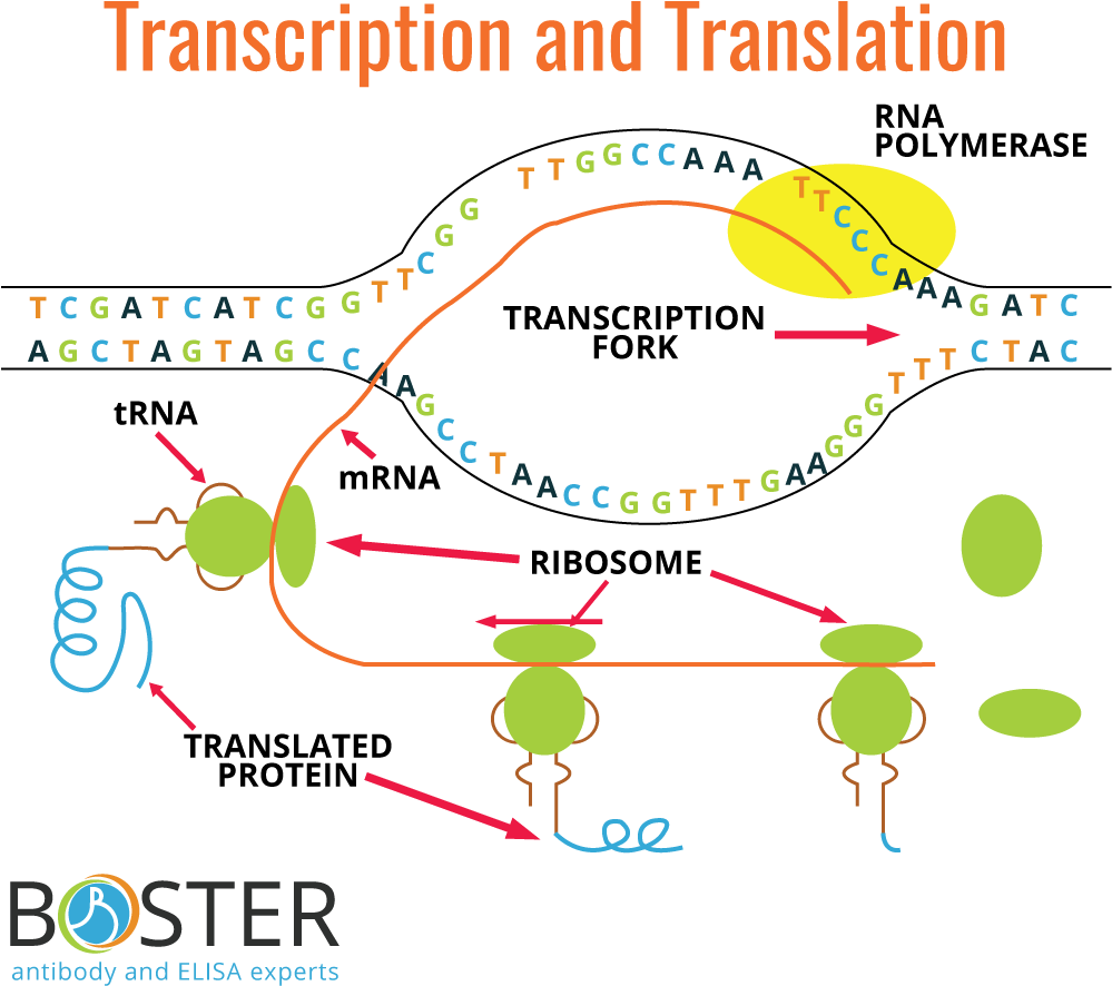 Download Transcription And Translation Process Diagram - Full Size PNG ...