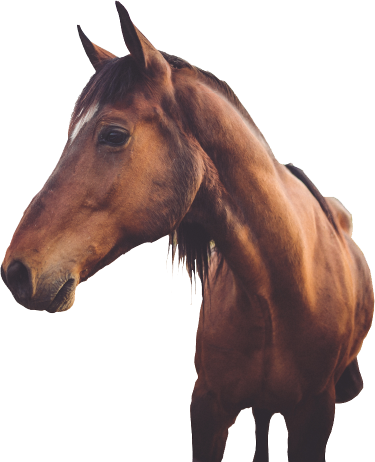 Download Healer Png - Full Size PNG Image - PNGkit