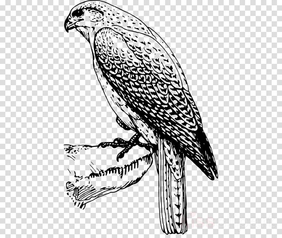 Download Falcon Drawing Png Clipart Hawk Bird Owl - Full Size PNG Image ...