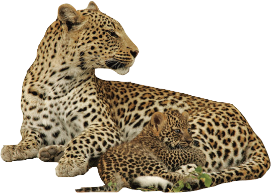 Download Only 35 Remaining In The Wild, Every Each And Every - Sonai ...