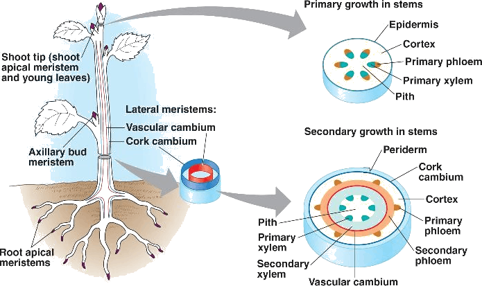 Download Image Showing Meristematic Tissue - Permanent And Meristem ...