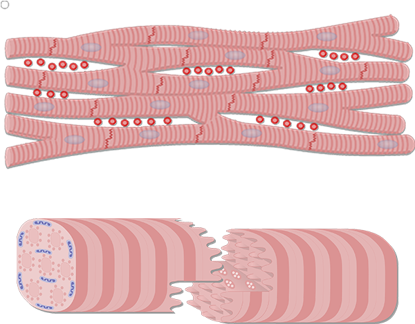 Download Intercalated Discs - Full Size PNG Image - PNGkit