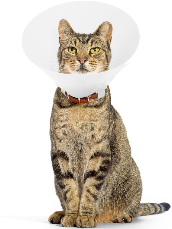 Download Subcutaneous Injection Dosing - Cat - Full Size PNG Image - PNGkit