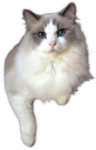 Download Ragdolls Totally Terrific Ragdoll Kittens In Texas ...