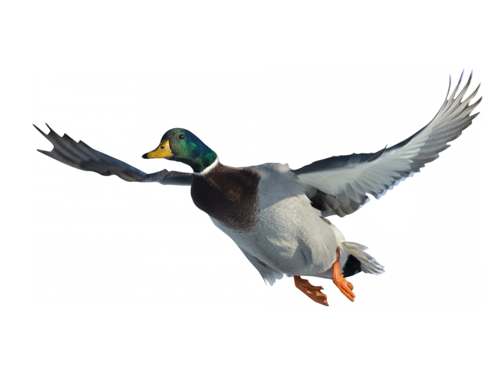 Download Pato Real - Full Size PNG Image - PNGkit