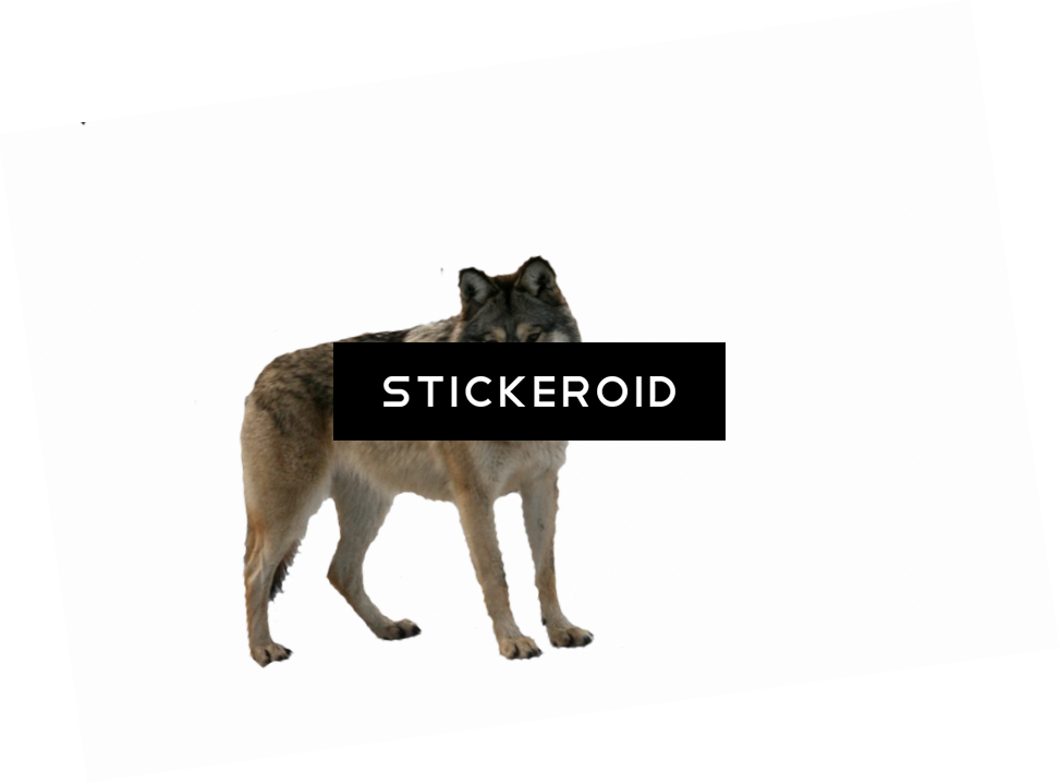Download Wolf - Full Size PNG Image - PNGkit