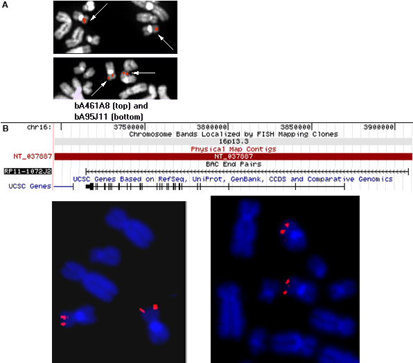 Download Map Showing The Position Of Bac Clone Rp11-1072j2 , - Full ...