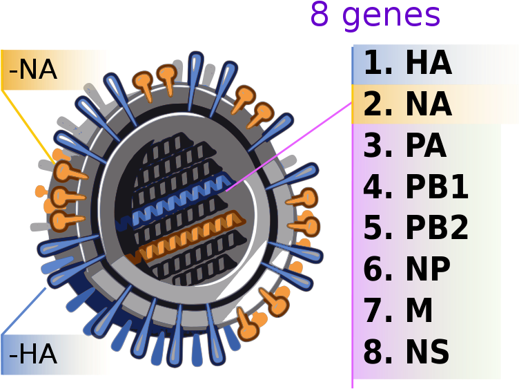 Download 2009 H1n1 Influenza Virus Genetic-num - Full Size PNG Image ...