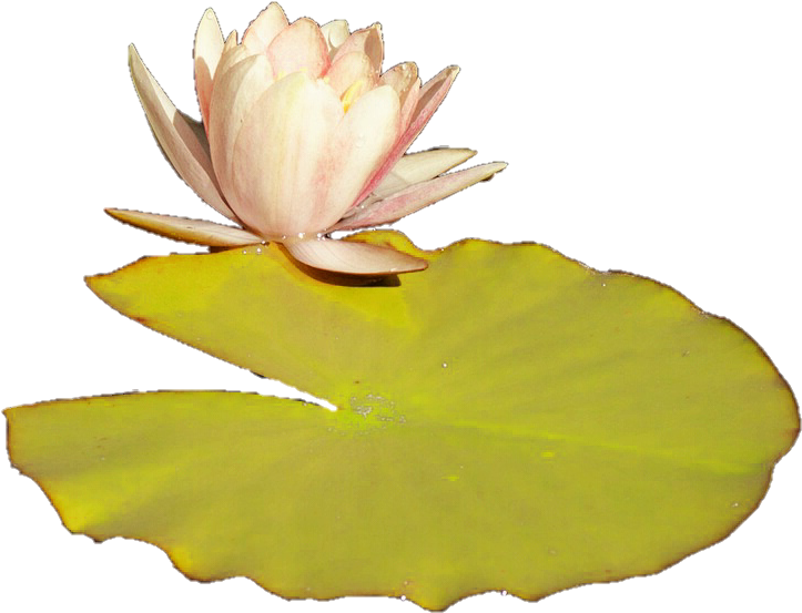 Download Lilly Pad Png - Lily Pad Transparent Png - Full Size PNG Image ...