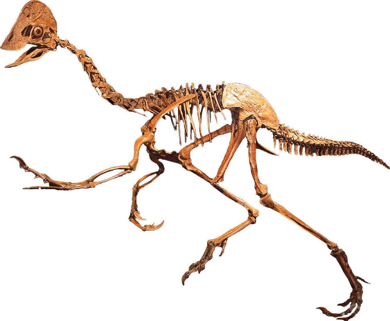 Download Tails Tell The Tale Of Dinosaur Sex - Anzu Wyliei Skeleton ...
