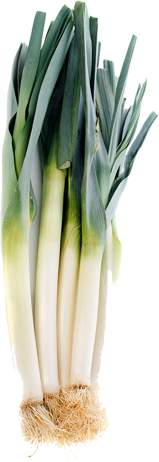 Download Welsh Onion - Full Size PNG Image - PNGkit