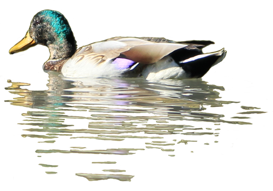 Download Transparent Ducks Png - PNGkit