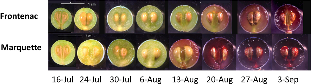 Download Grape Berry Ripening - Grape Ripening - Full Size PNG Image ...